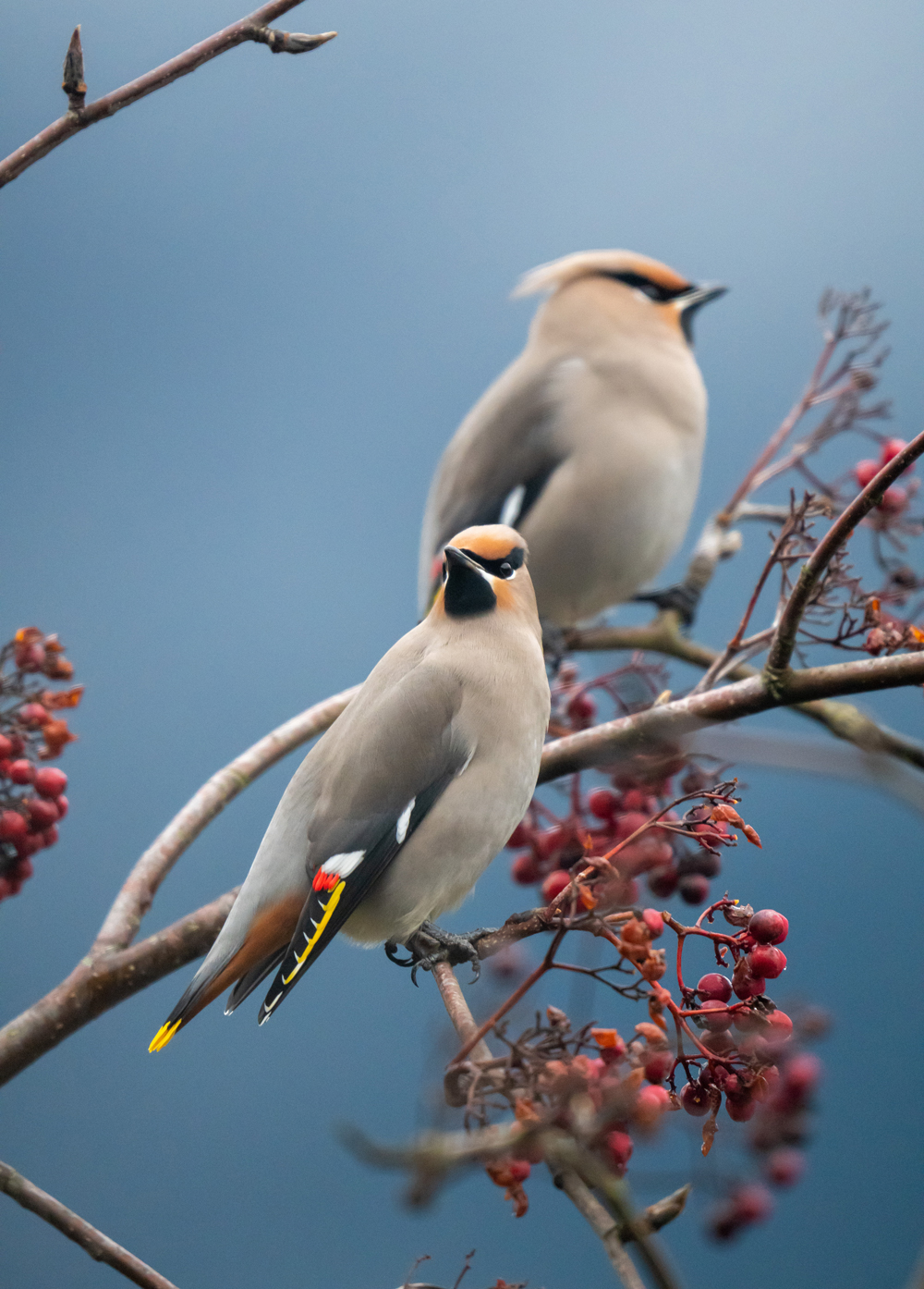 BirdSpotter Winter 2021 Photo Contest Finalists